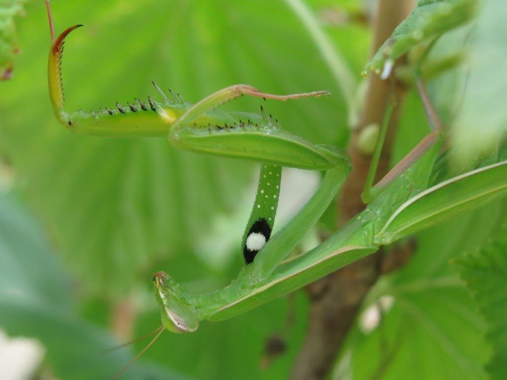 Picasso Food Forest - Biodiversità