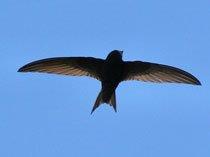 Picasso Food Forest - Biodiversità