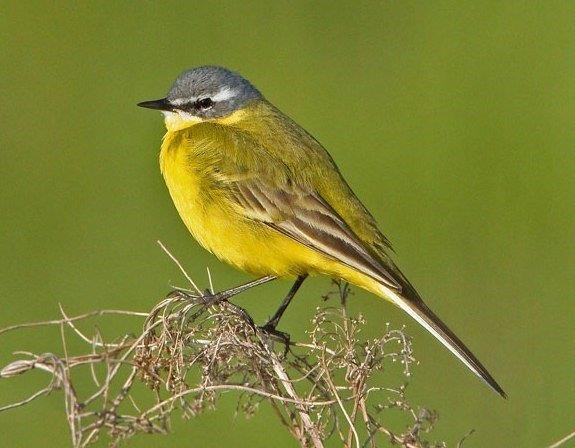 Picasso Food Forest - Biodiversità