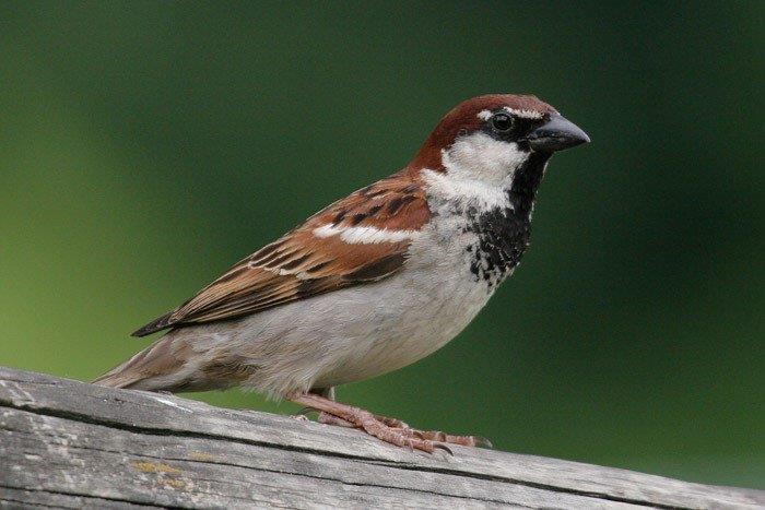Picasso Food Forest - Biodiversità