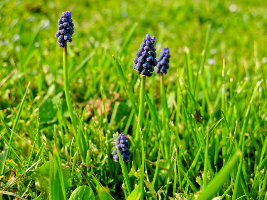 Picasso Food Forest - Biodiversità