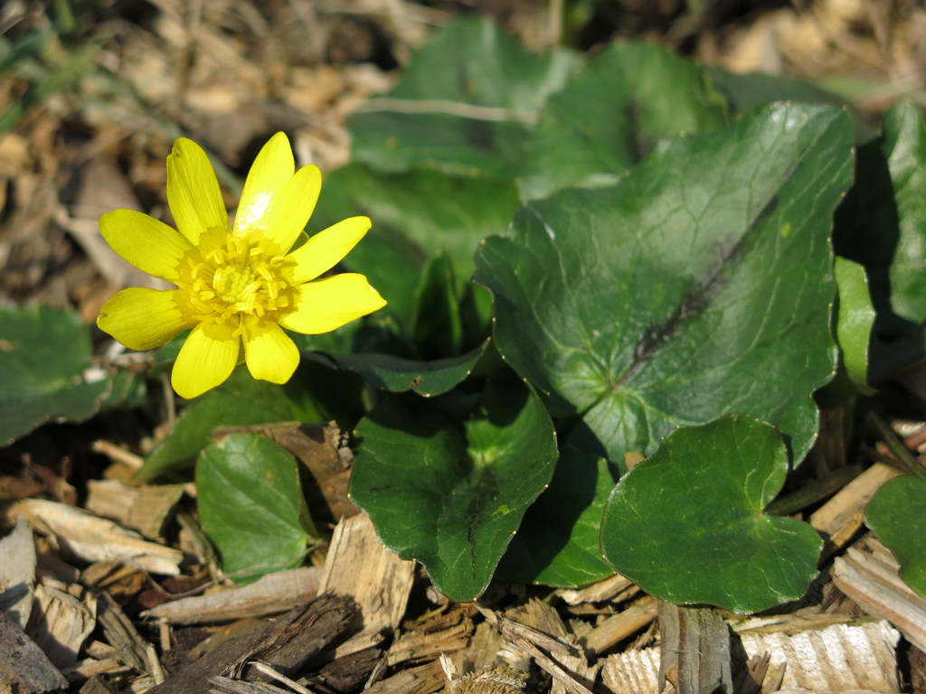 Picasso Food Forest - Biodiversità