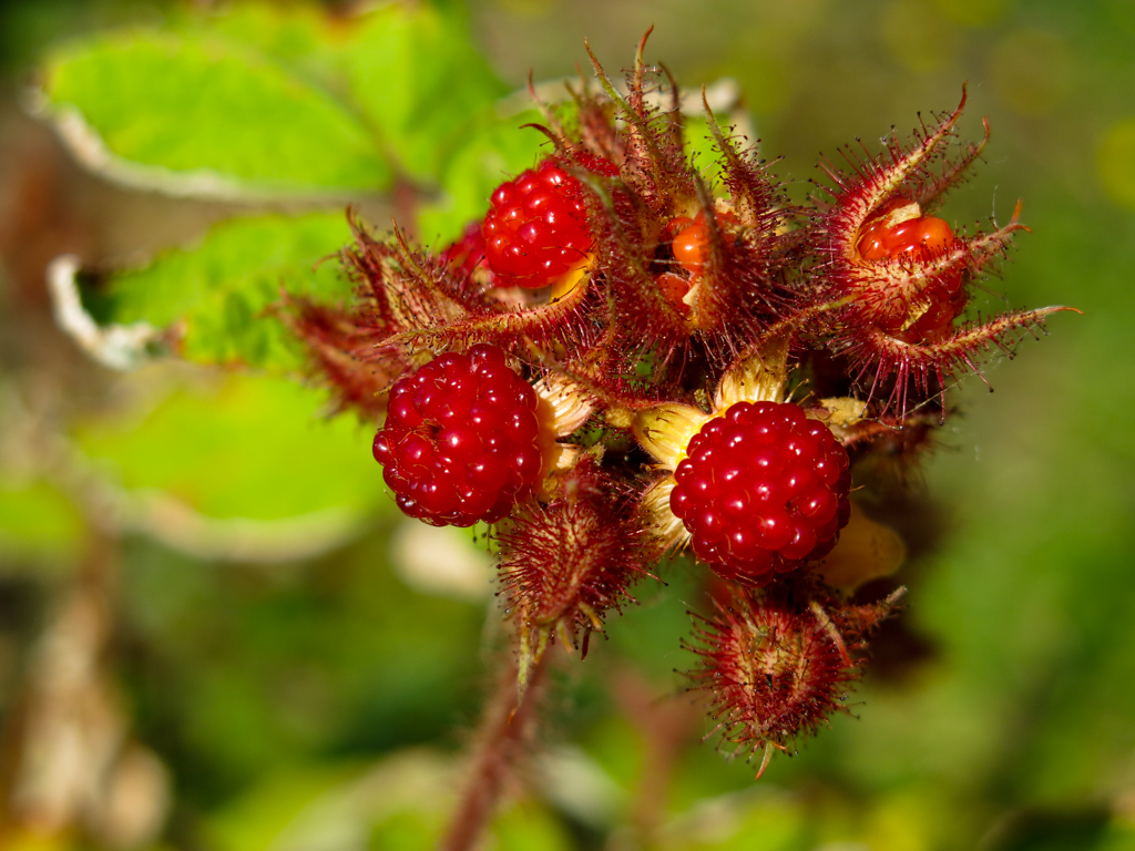 Picasso Food Forest - Biodiversità