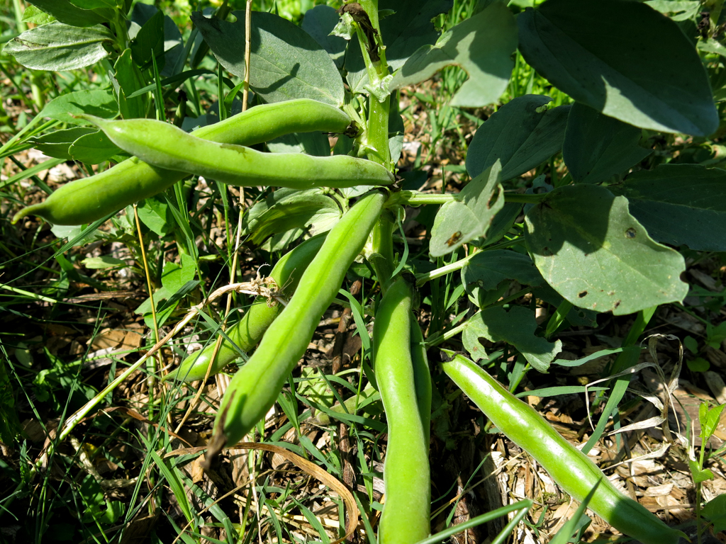 Picasso Food Forest - Biodiversità